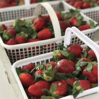 Our Products – The Derby Farm