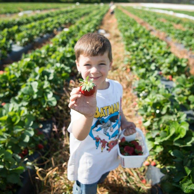 The Derby Farm – Family Owned and Operated – Fresh Fruit and Vegetables